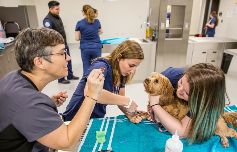 ACC Veterinary Technician program receives full accreditation | ACC ...